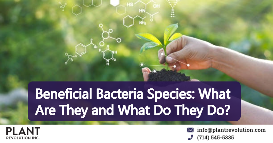 Beneficial Bacteria Species: What Are They and What Do They Do?
